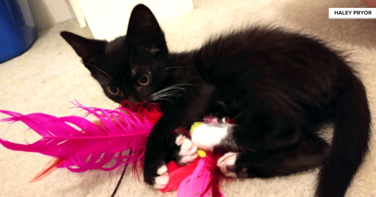 Kitten named ‘Al Roker’ is up for adoption