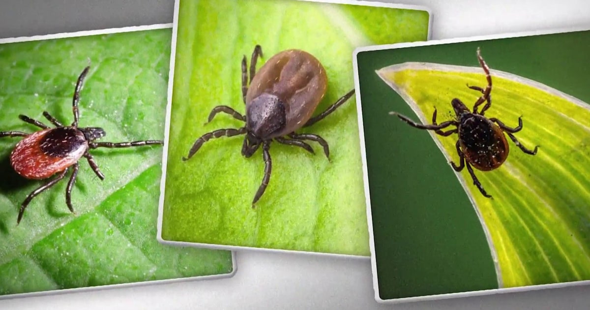 How to protect from ticks this summer