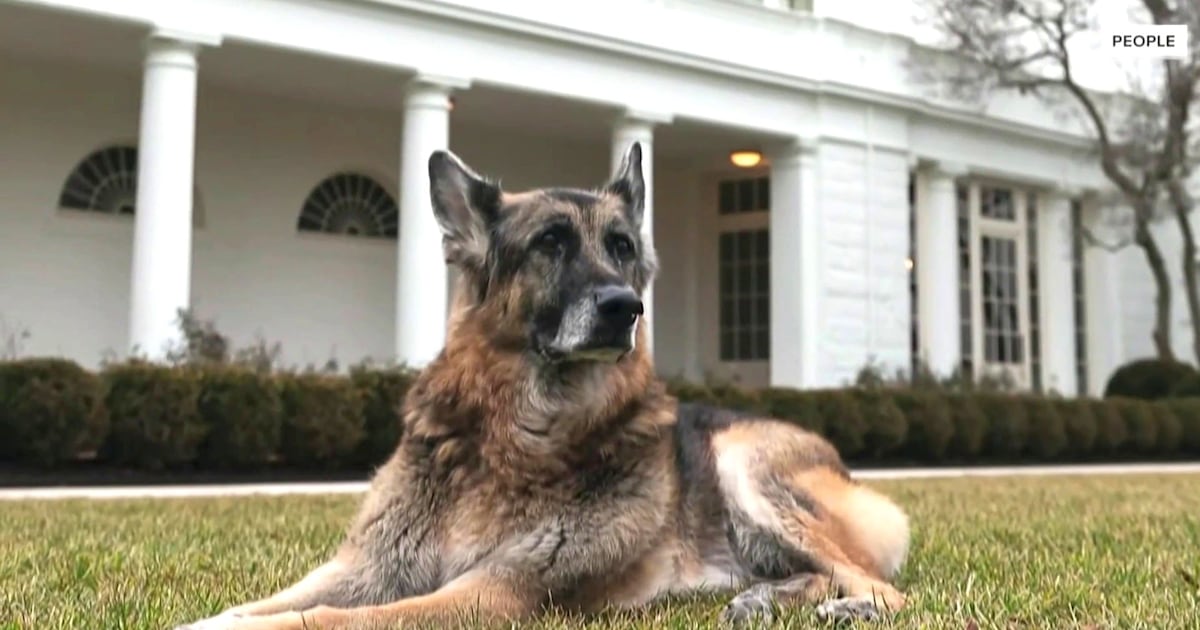 Remembering Champ Biden, the president’s beloved German shepherd