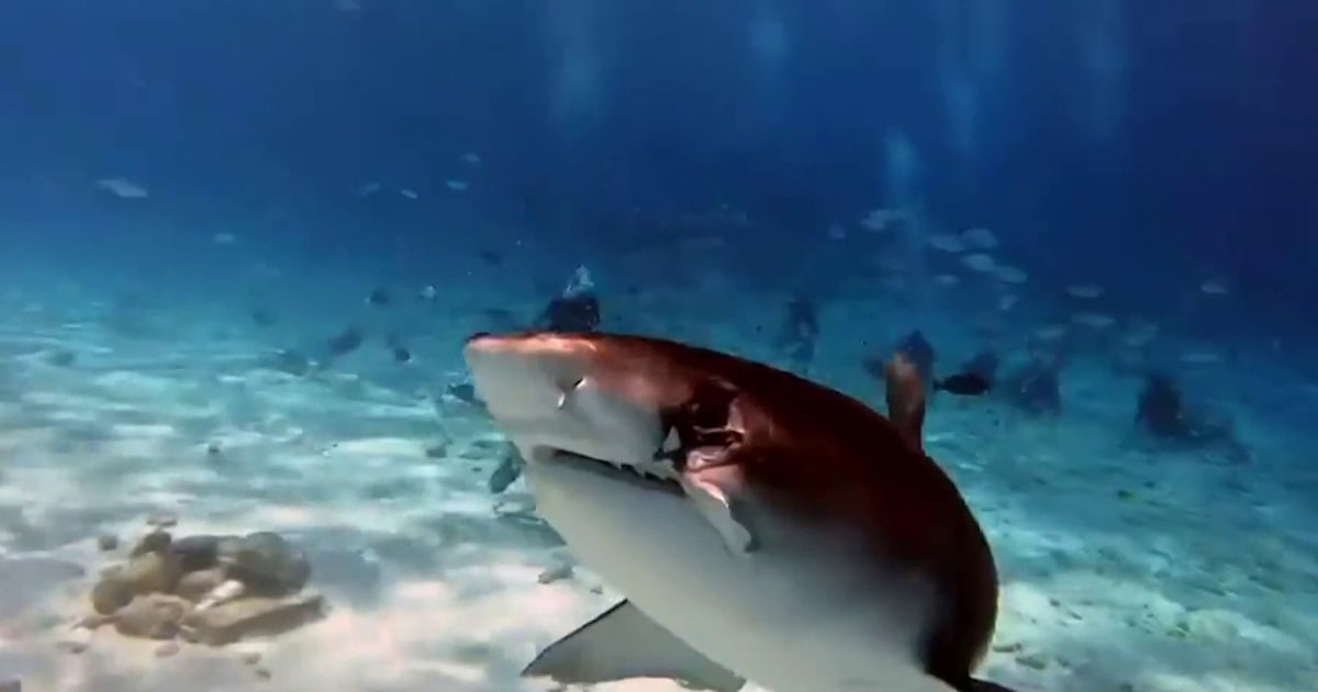 Expert explains how to stay safe while swimming with sharks
