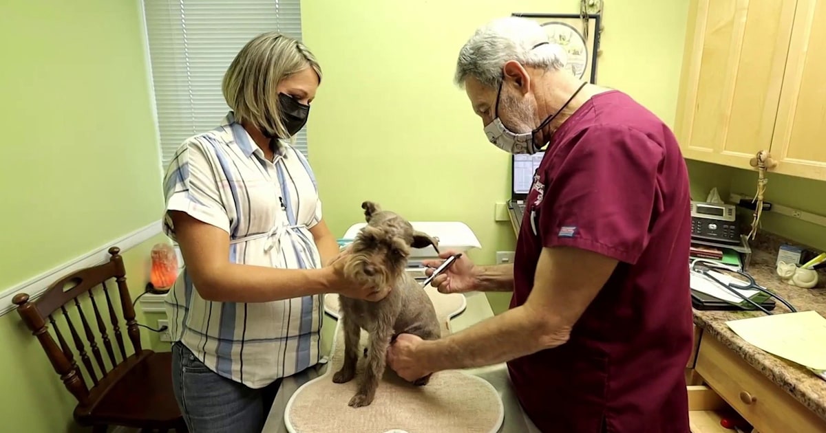 On the job with a holistic veterinarian