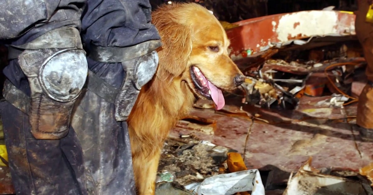 Remembering an unsung rescue dog of 9/11