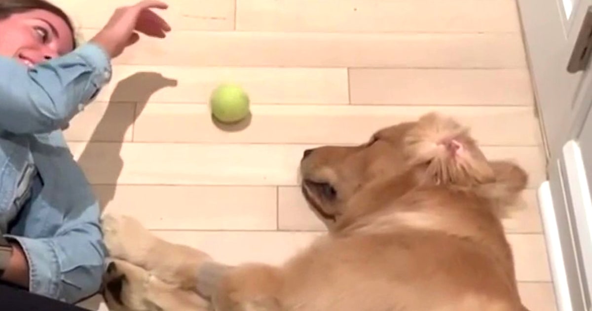 Watch this dog and his owner play a very lazy game of fetch