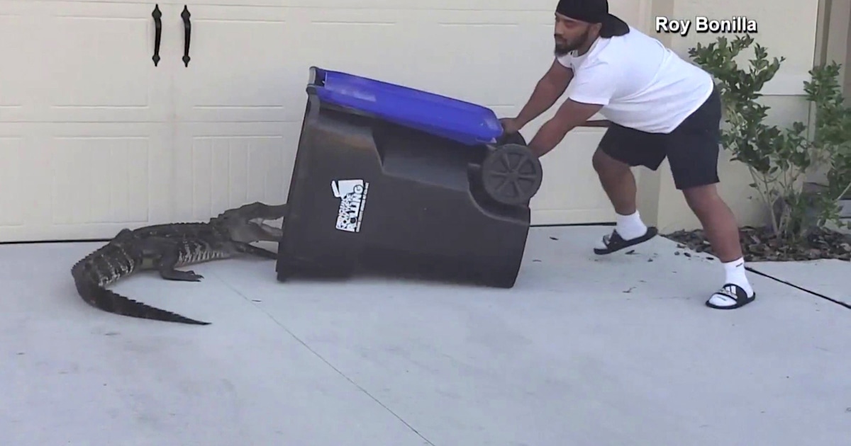 Watch this Florida man capture an alligator in a recycling bin