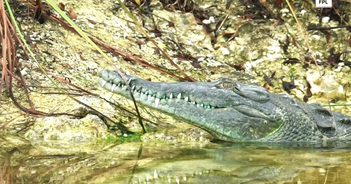 How American crocodiles are being saved from extinction