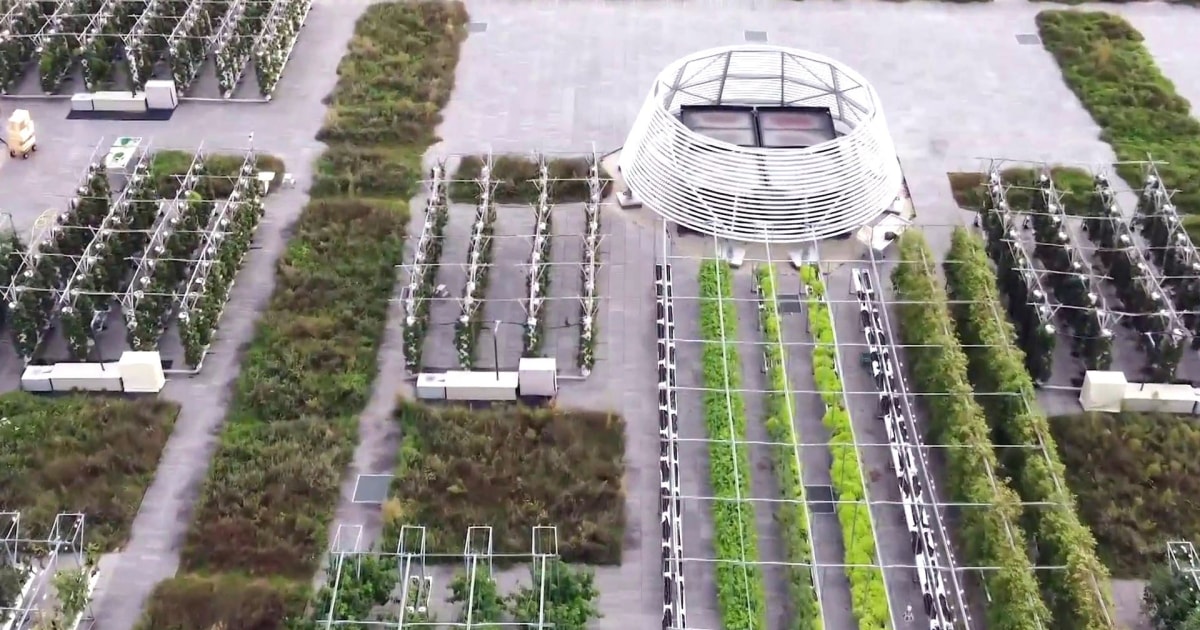 Growing off the vine: How a Paris rooftop farm is changing the industry