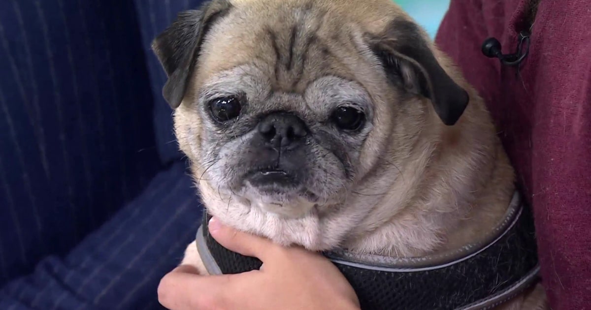 TikTok star Noodle the pug endears the 3rd hour team