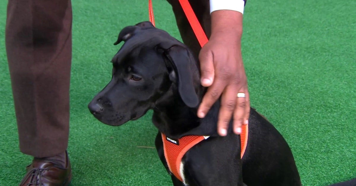 ‘Make a Dog’s Day’: 4-footed friends visit TODAY to find forever homes