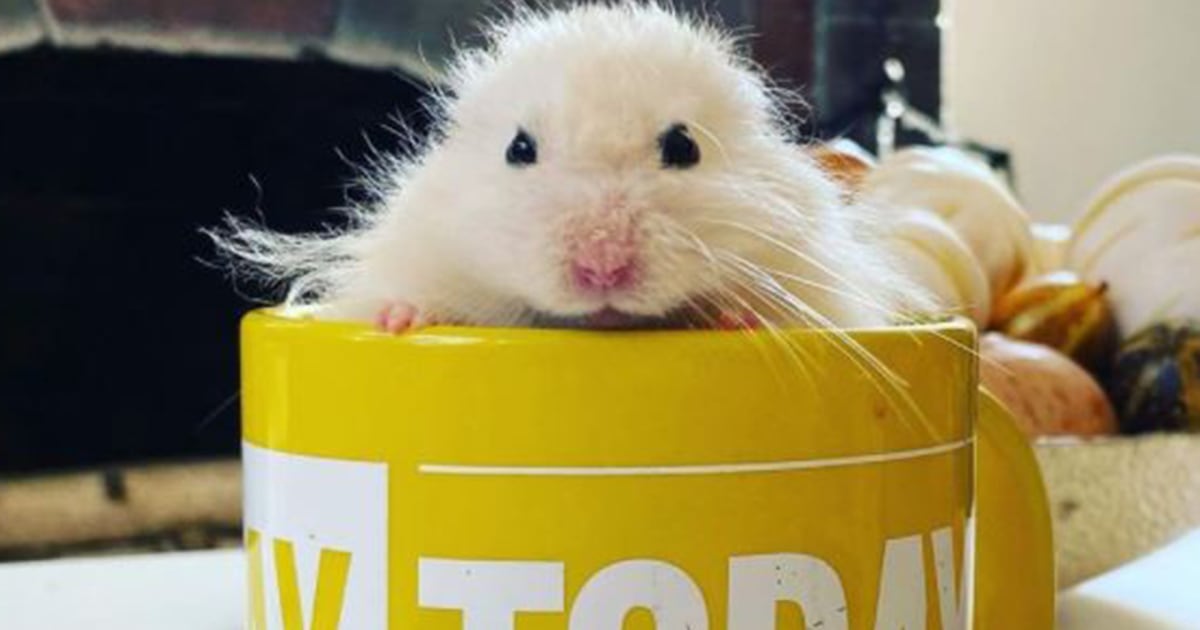 Nibbles the hamster nestles into Sunday TODAY mug