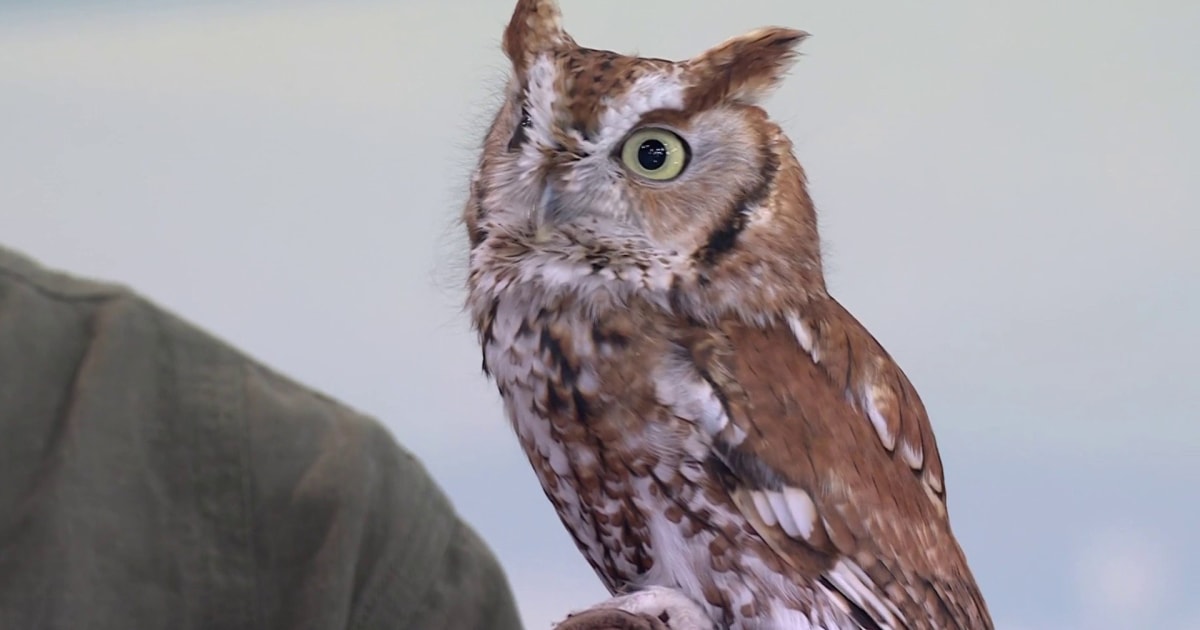 The true story behind Rockefeller Center's 'Christmas owl'
