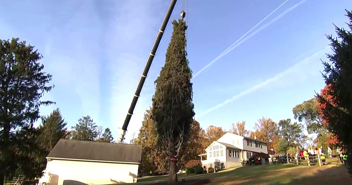 Rockefeller Center Christmas tree set to begin its journey from Maryland
