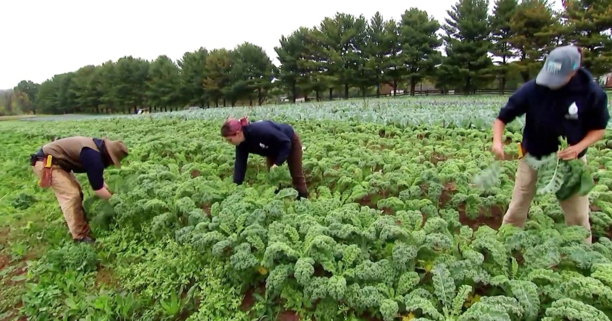 Philadelphia farm grows food to donate to communities in need