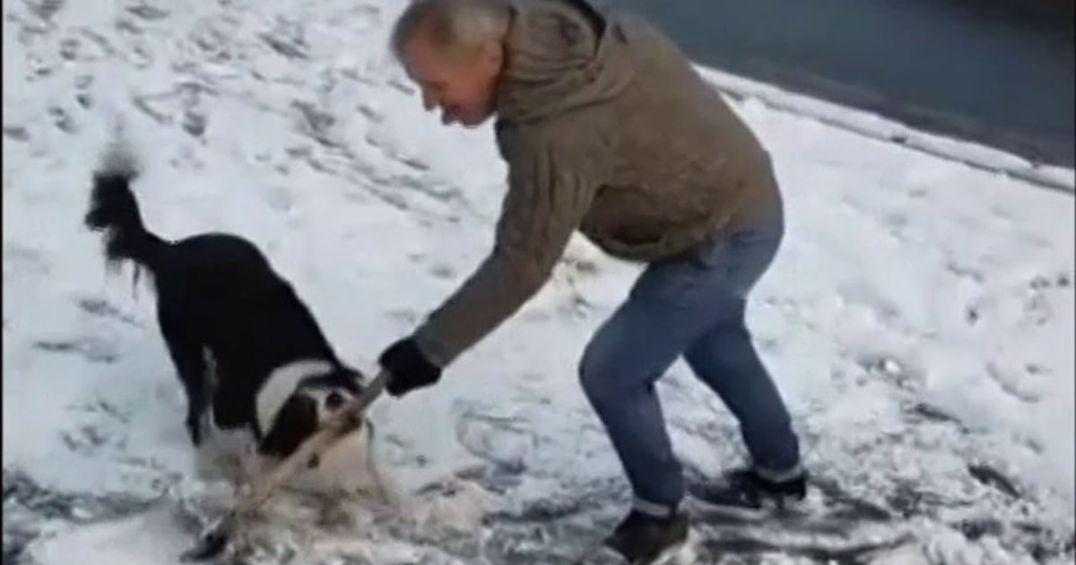 This dog thinks a snow shovel is a stick to play with