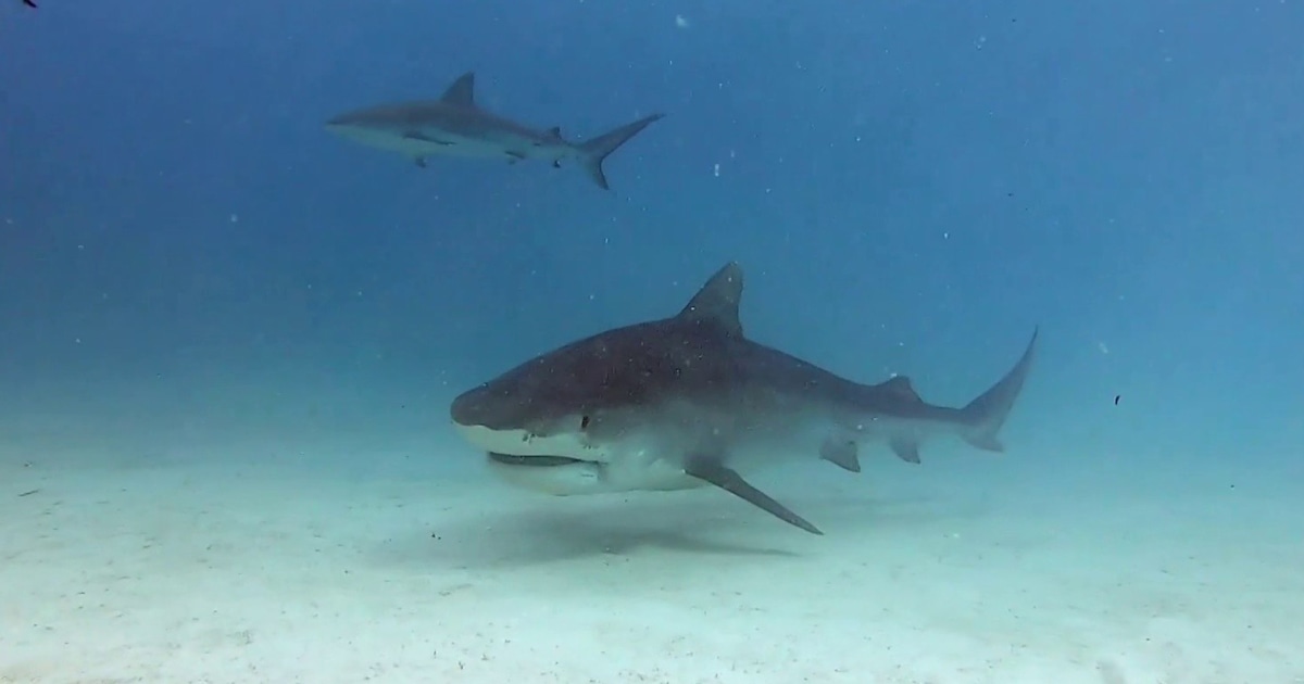 Tiger sharks move up north as ocean temperatures climb