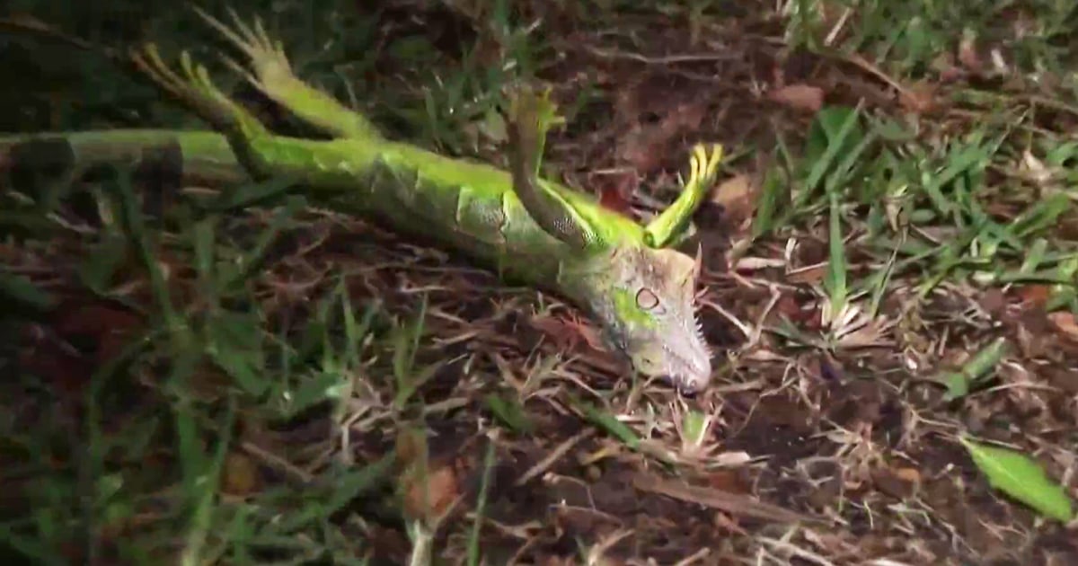 Frozen iguanas are falling from trees in yearly spectacle