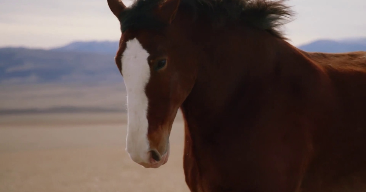 Get your exclusive first look at the Budweiser Clydesdales