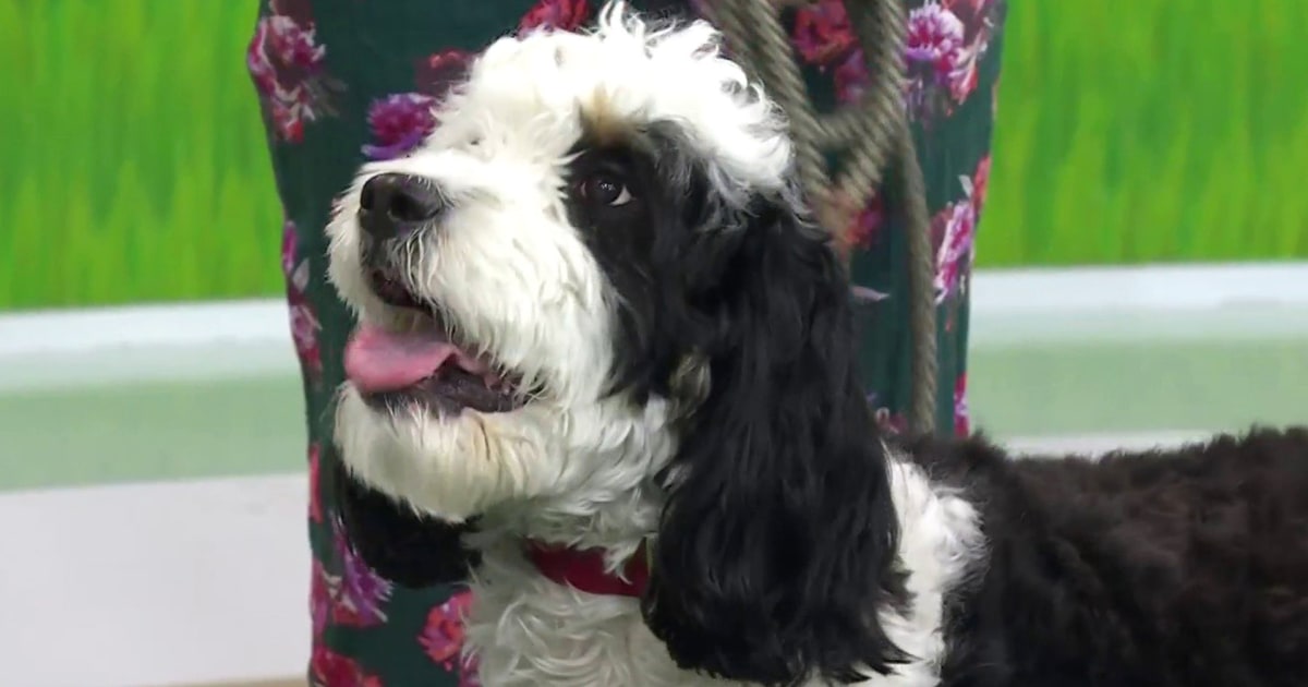 How to train your dog, with tips from an expert