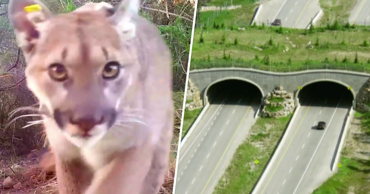 California aims to save mountain lion population with new animal crossing
