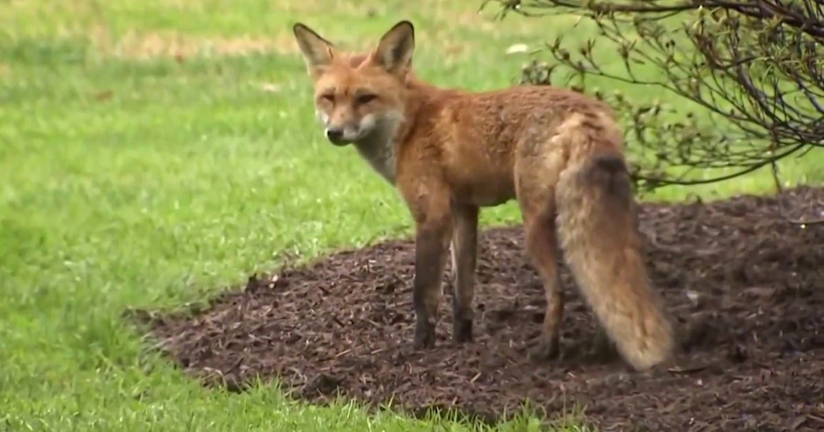 Fox captured on Capitol Hill after attacking Rep. Ami Bera