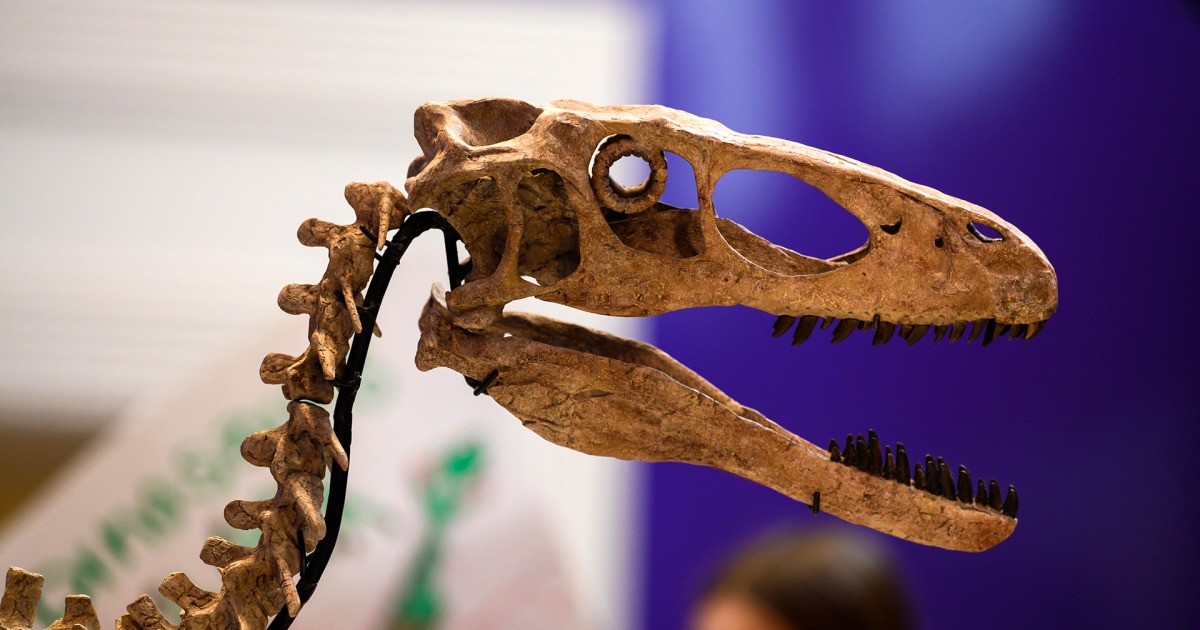 110-million-year-old velociraptor skeleton goes up for auction