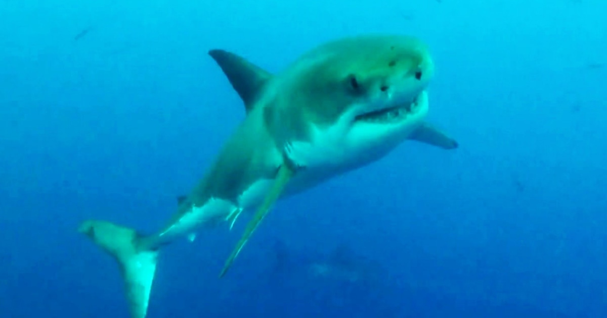 Inside look at the migration of juvenile great white sharks