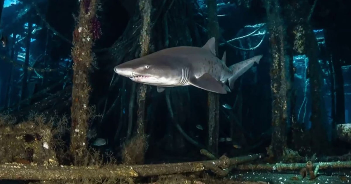 Shark Giving Birth On Beach