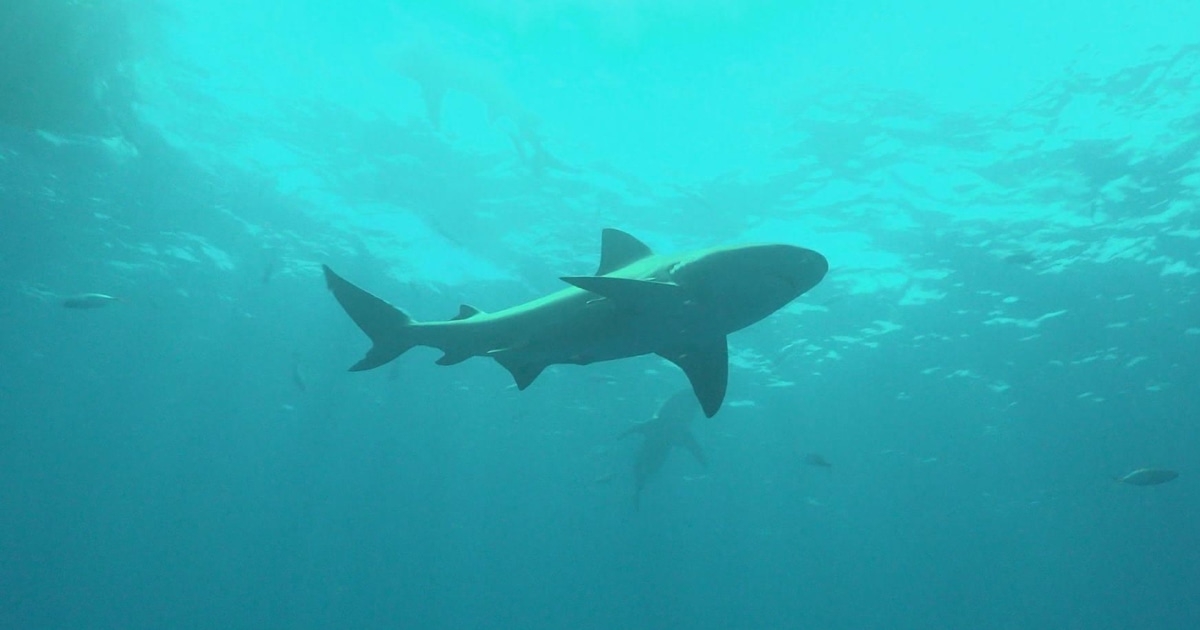 Marine scientists reveal how sharks have changed over 50 years