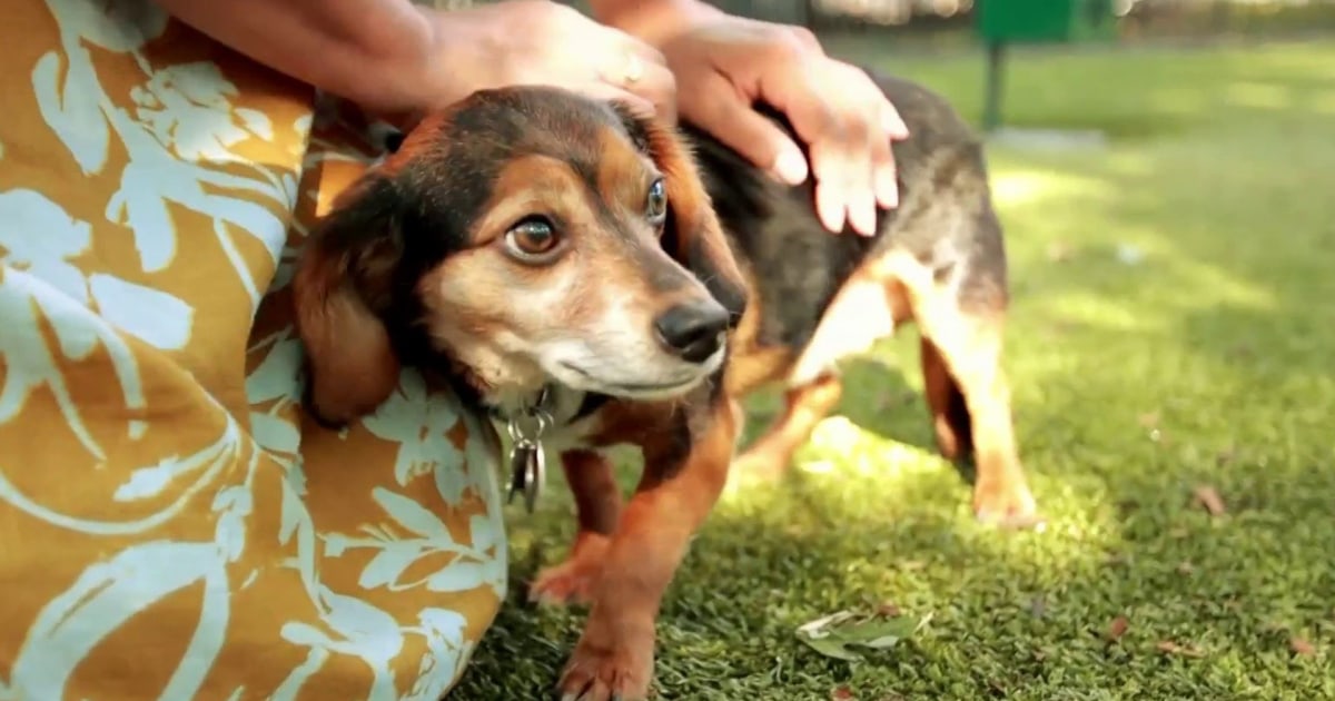 Donna Farizan heads to the dog park for trivia, treats and surprises