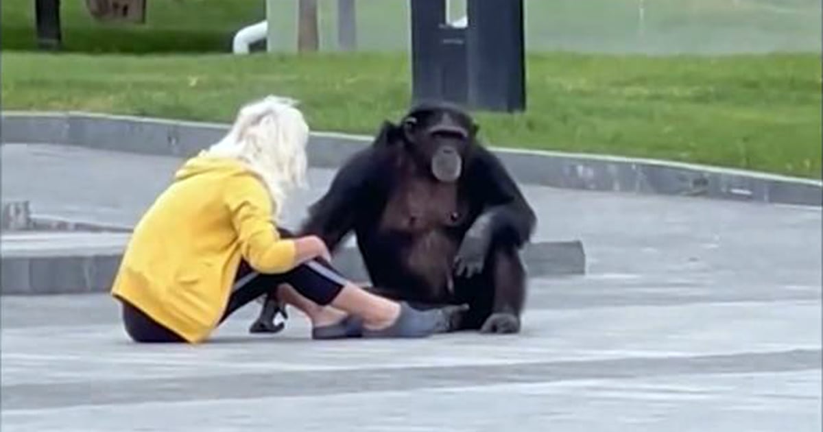 Escaped chimp hugs zookeeper after returning home from the rain