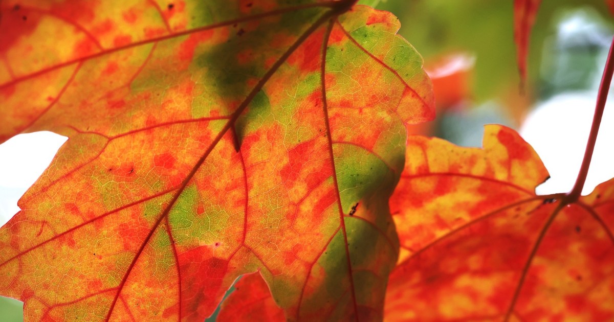 Why we may have a shorter, later fall foliage season this year