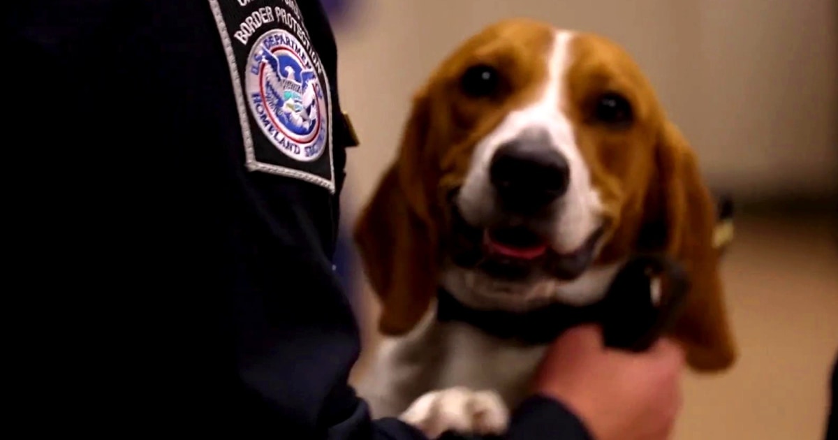 Meet the Beagle Brigade protecting American airports