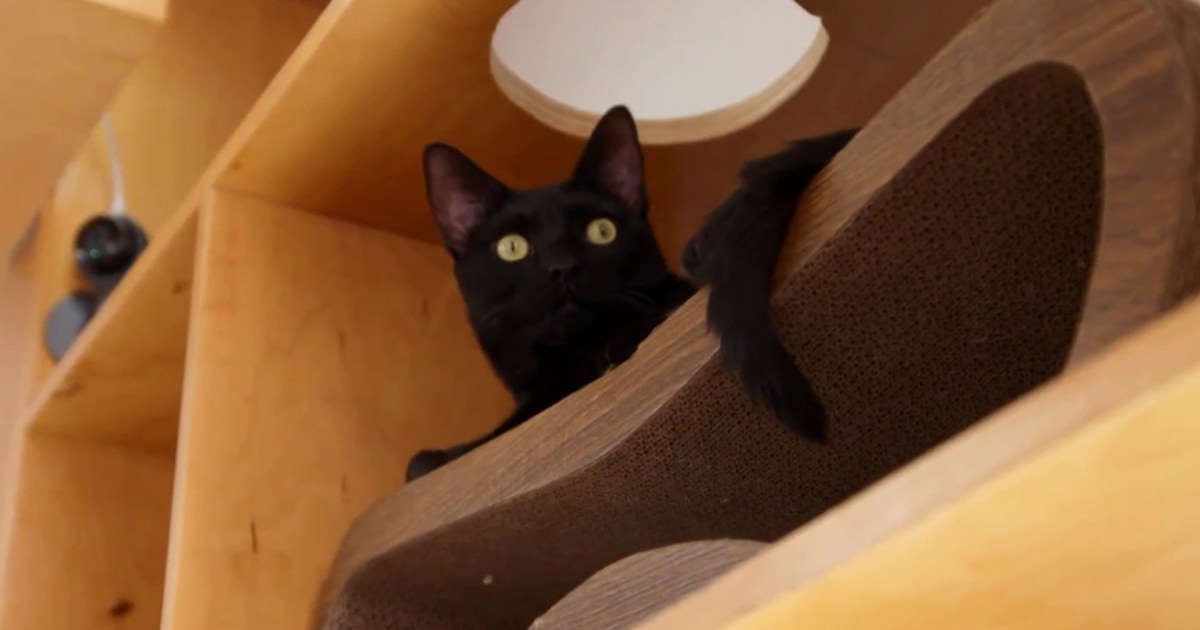 Cat expert shares the science behind your favorite feline’s behavior