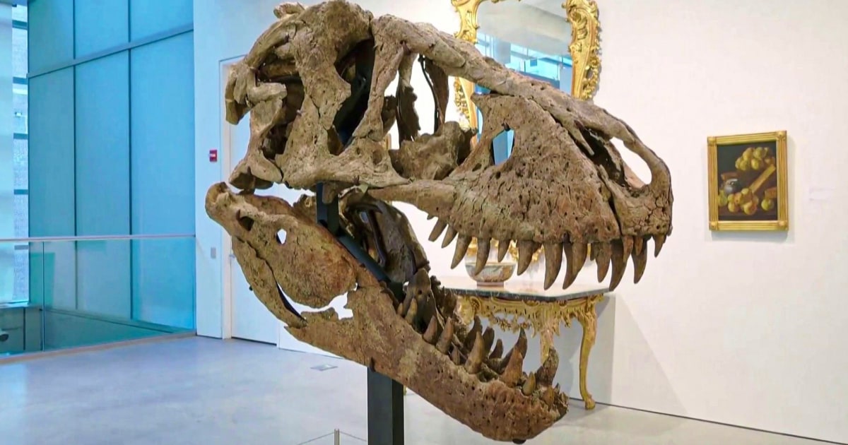 T. rex skull found in South Dakota could fetch up to $20M at auction