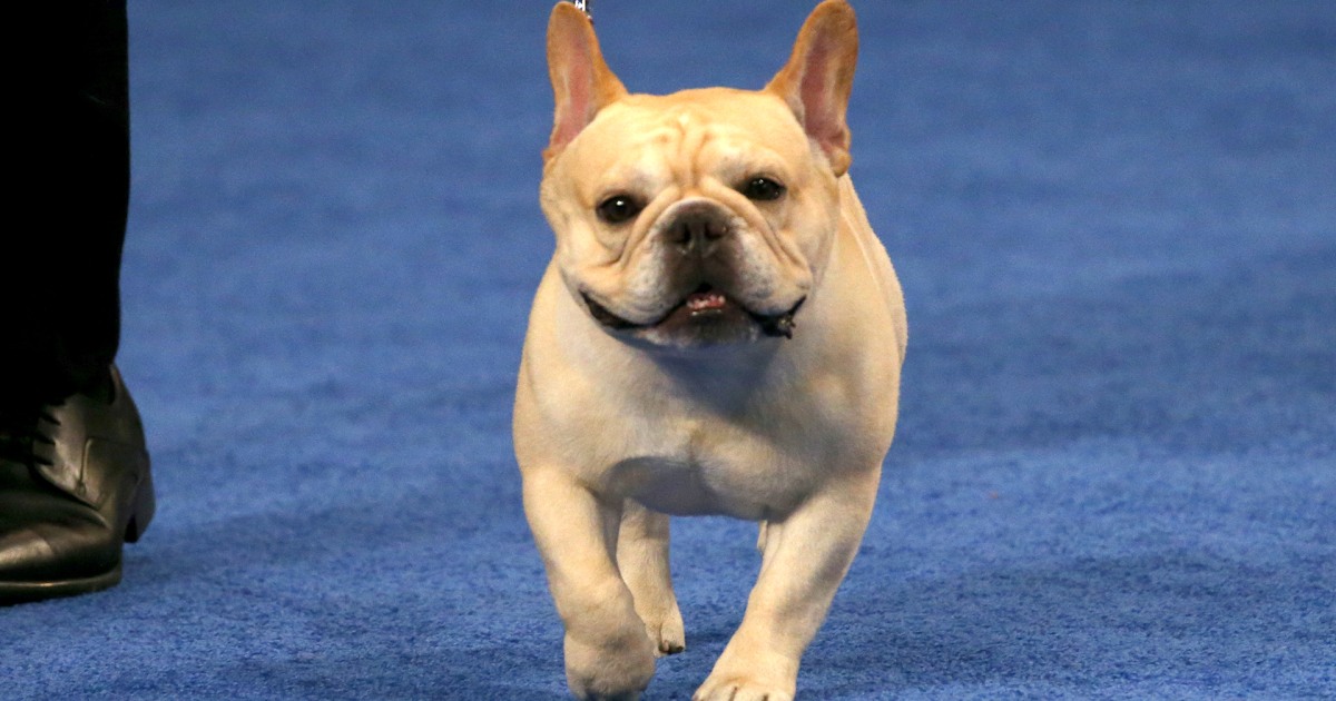 Meet Winston Best In Show Winner At 2022 National Dog Show meet-winston-best-in-show-winner-at-2022-national-dog-show