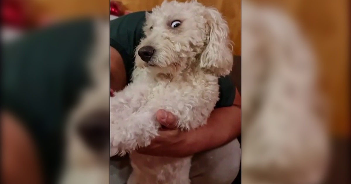 Dog gets first home haircut and her eyes tell a whole story