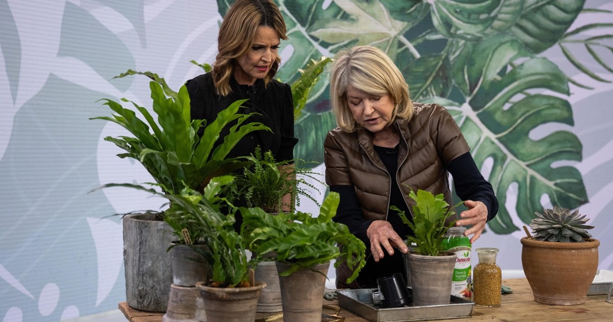 How to take care of your indoor plants