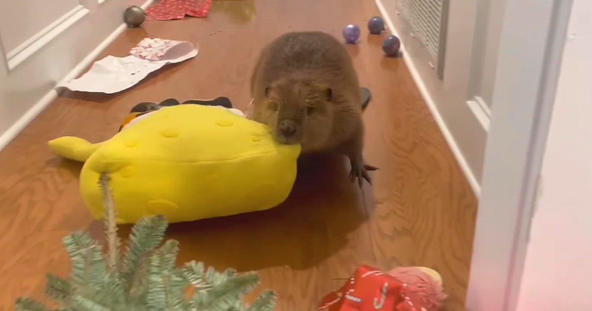 Beaver finds adorable way to practice dam building while in rehab