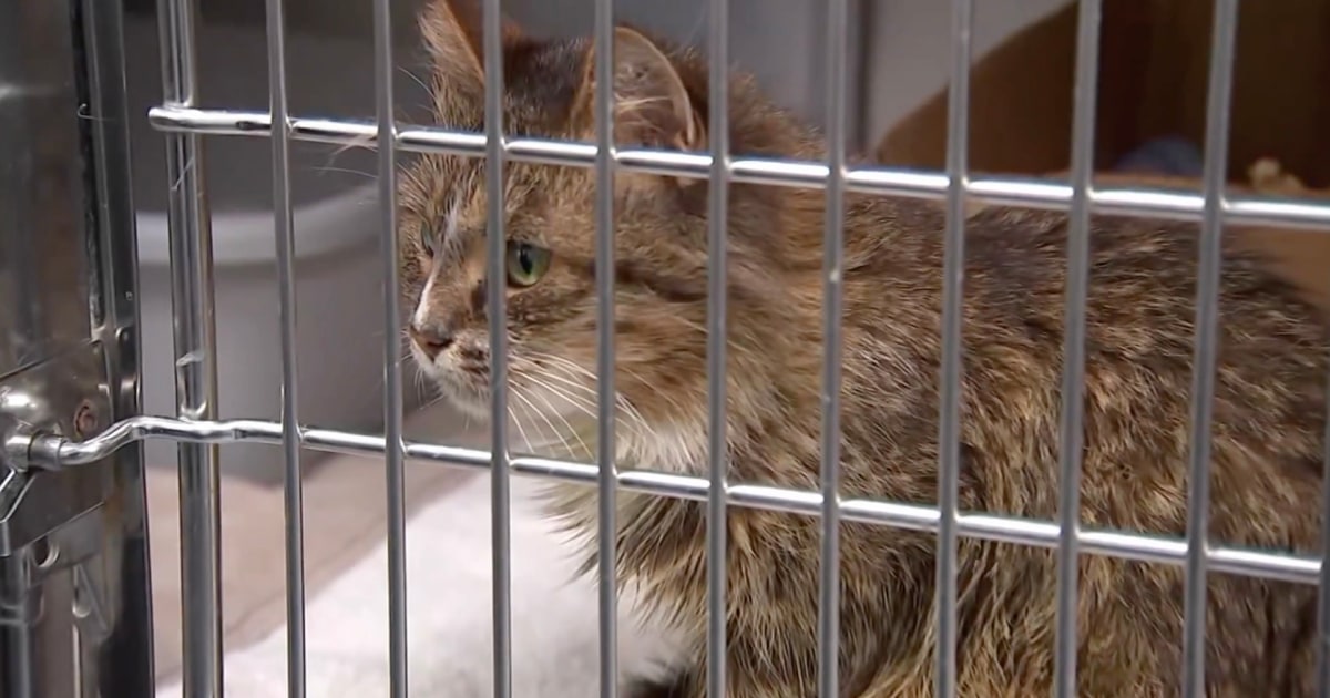 Officials rescue dozens of cats from filthy conditions in NY home