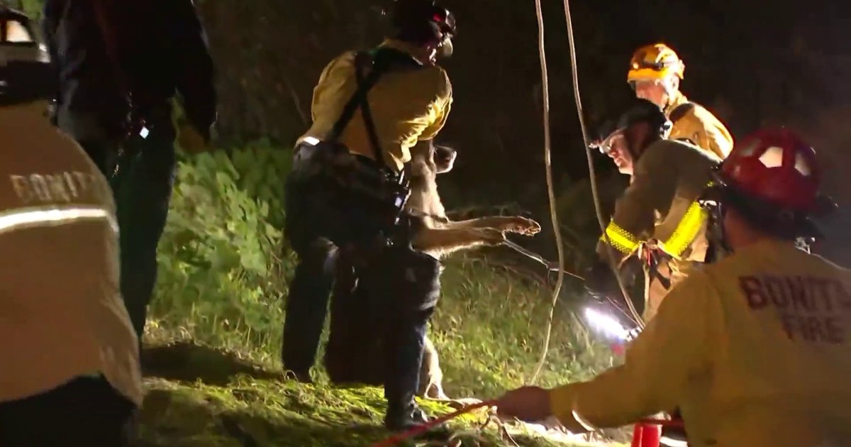 Watch: Firefighters rescue dog that fell down 30-foot hole