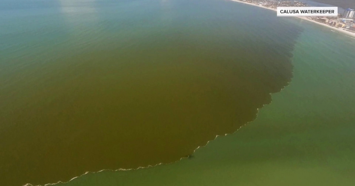 How will toxic red tide impact Florida spring breakers?