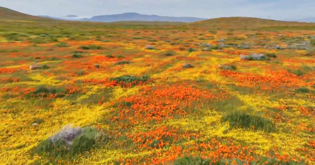 California hills burst with color in rare wildflower ‘superbloom’
