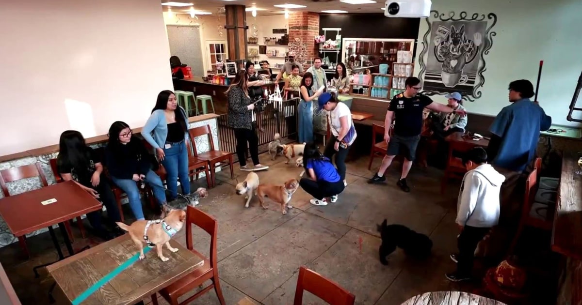 Canine café in NYC highlights bond between dogs and humans