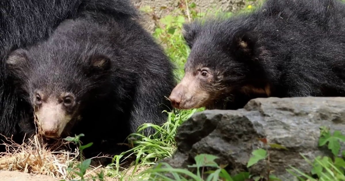 Philadelphia Zoo reveals names of new sloth bear cubs