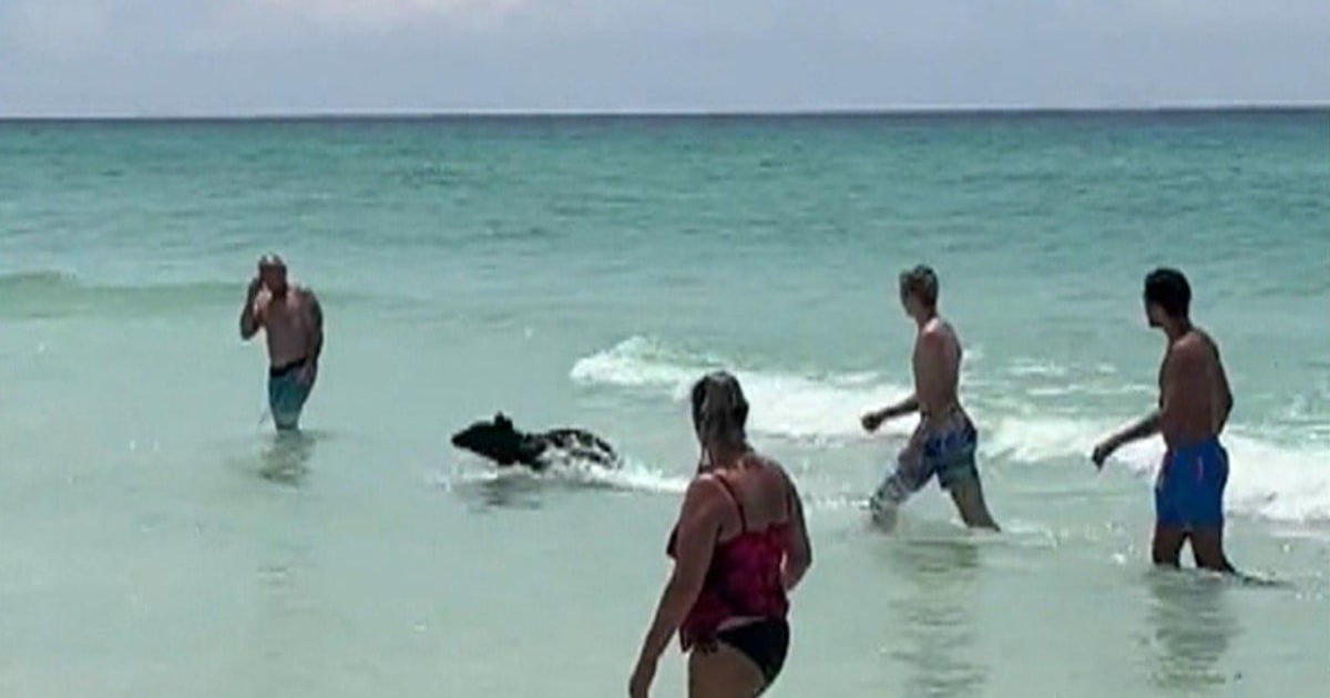 Video shows bear going for a dip at crowded Florida beach