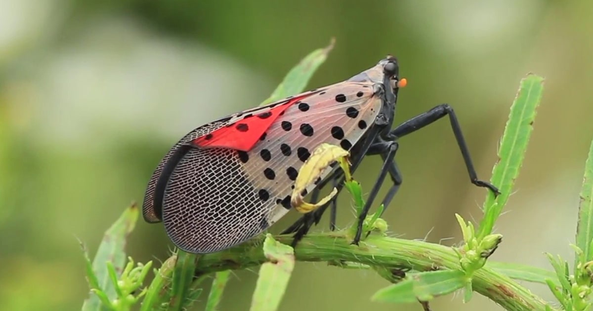 Summer of bugs wreaks havoc in neighborhoods across the US