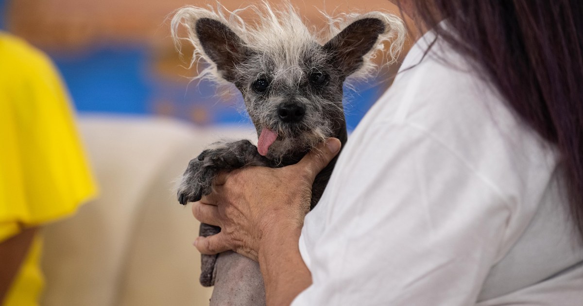 World’s Ugliest Dog contest winner shines bright in Studio 1A