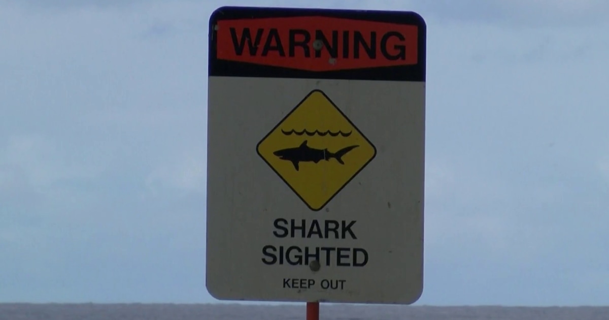 Rise in shark encounters during July 4 weekend draws concern