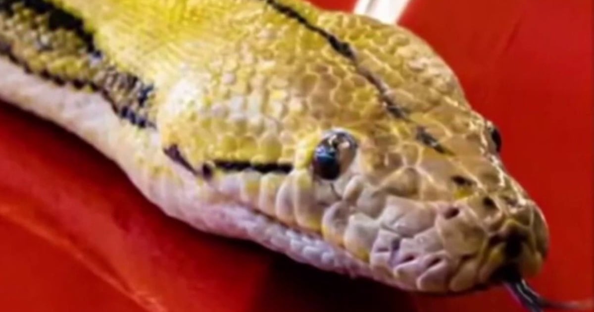 Family offers $1,000 for missing 15-foot snake named Big Mama