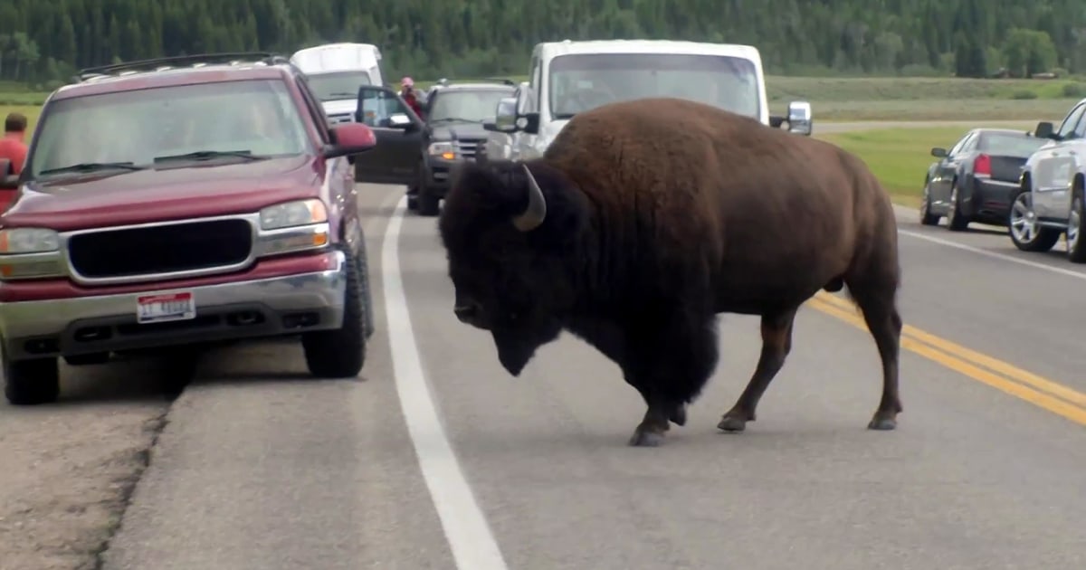 New warnings issued after 2 recent bison attacks in national parks