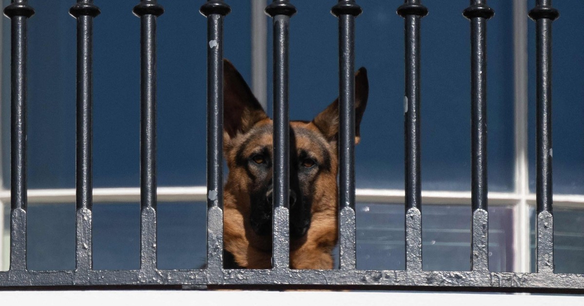 Biden’s dog Commander involved in multiple biting incidents